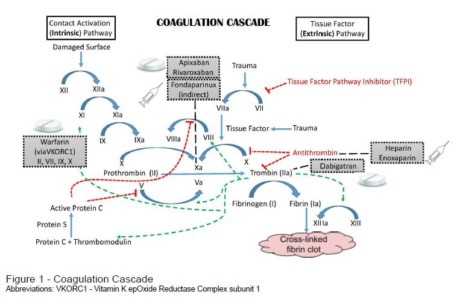 Anticoagulant Pharmacology | PM&R KnowledgeNow